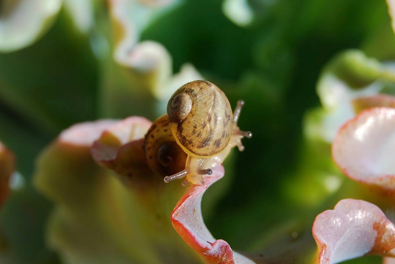 Following snails around the world – Broader Impacts Group