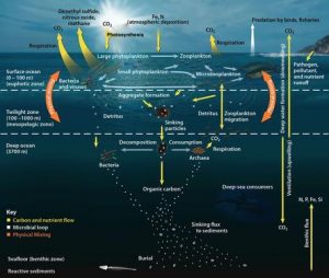 What Is Ocean Fertilization? – Ocean Fertilization